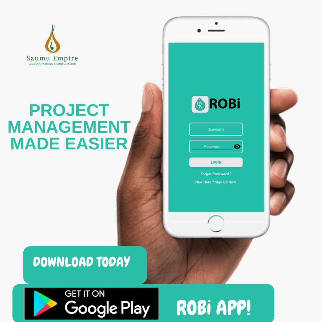 JKUAT-1 HYBRID GARLIC CLOVES (SEEDS) - Robi Cart