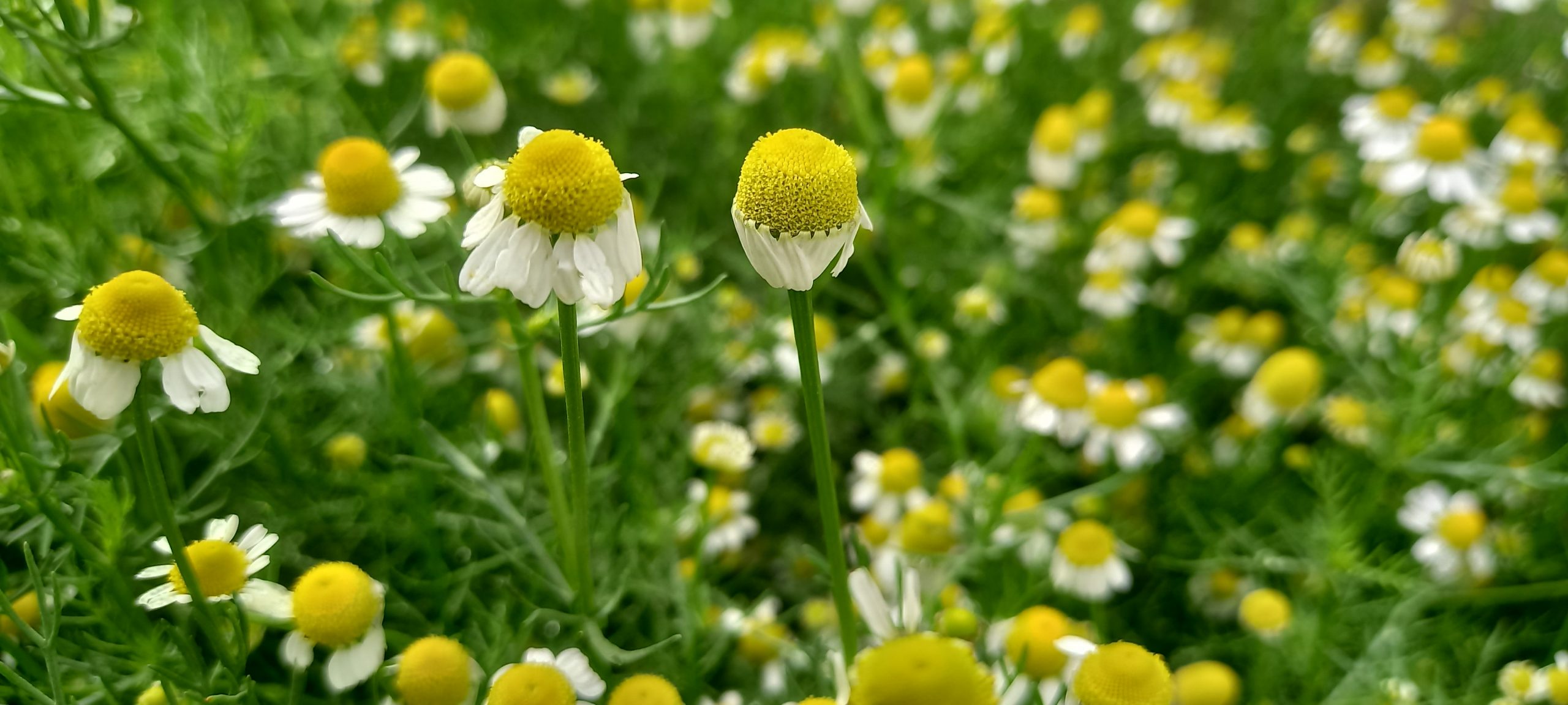Chamomile Seedlings - Robi Cart