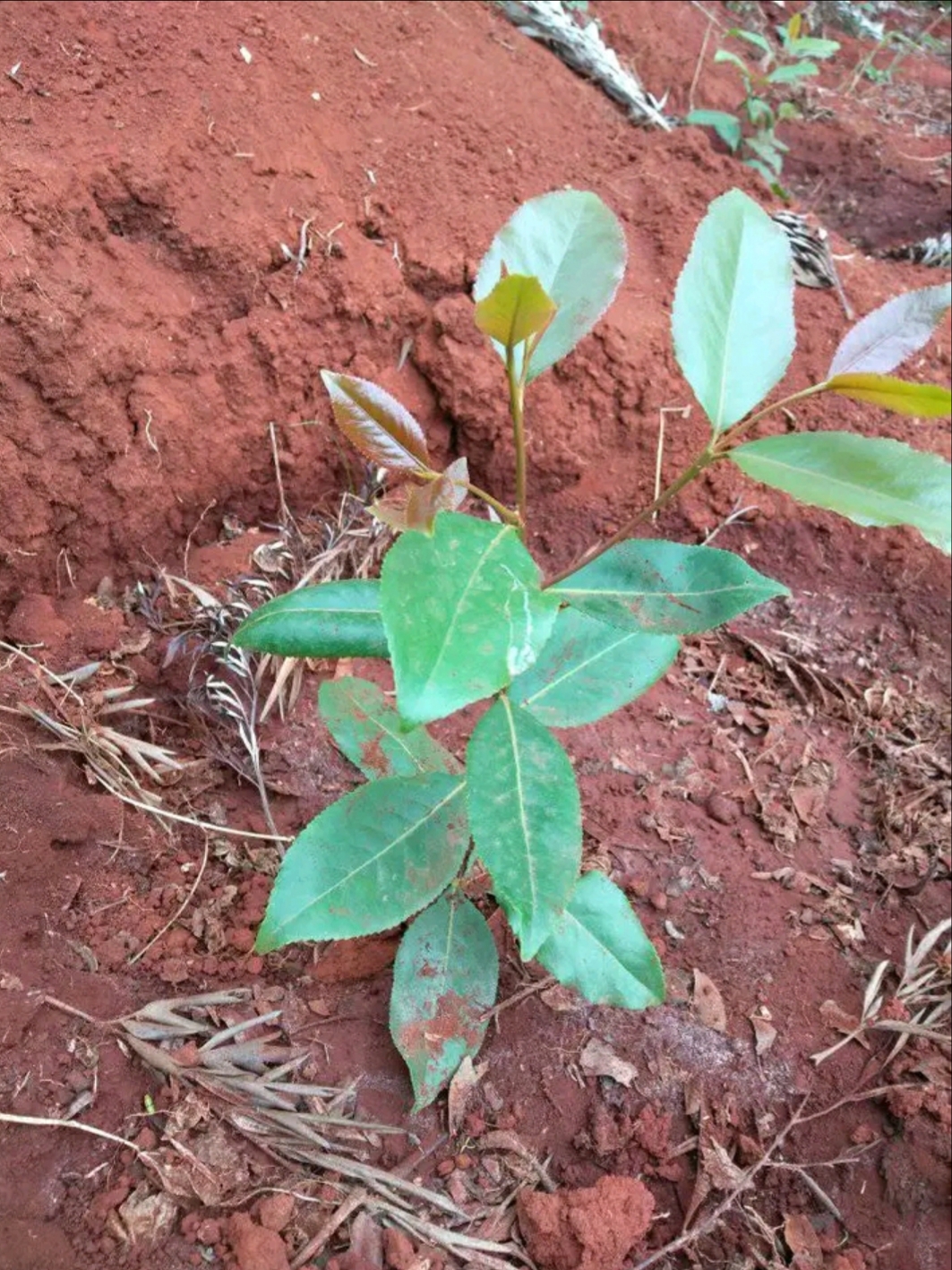 Original muguka seedlings - Robi Cart