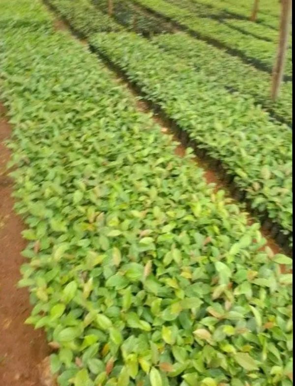 Original muguka seedlings - Robi Cart