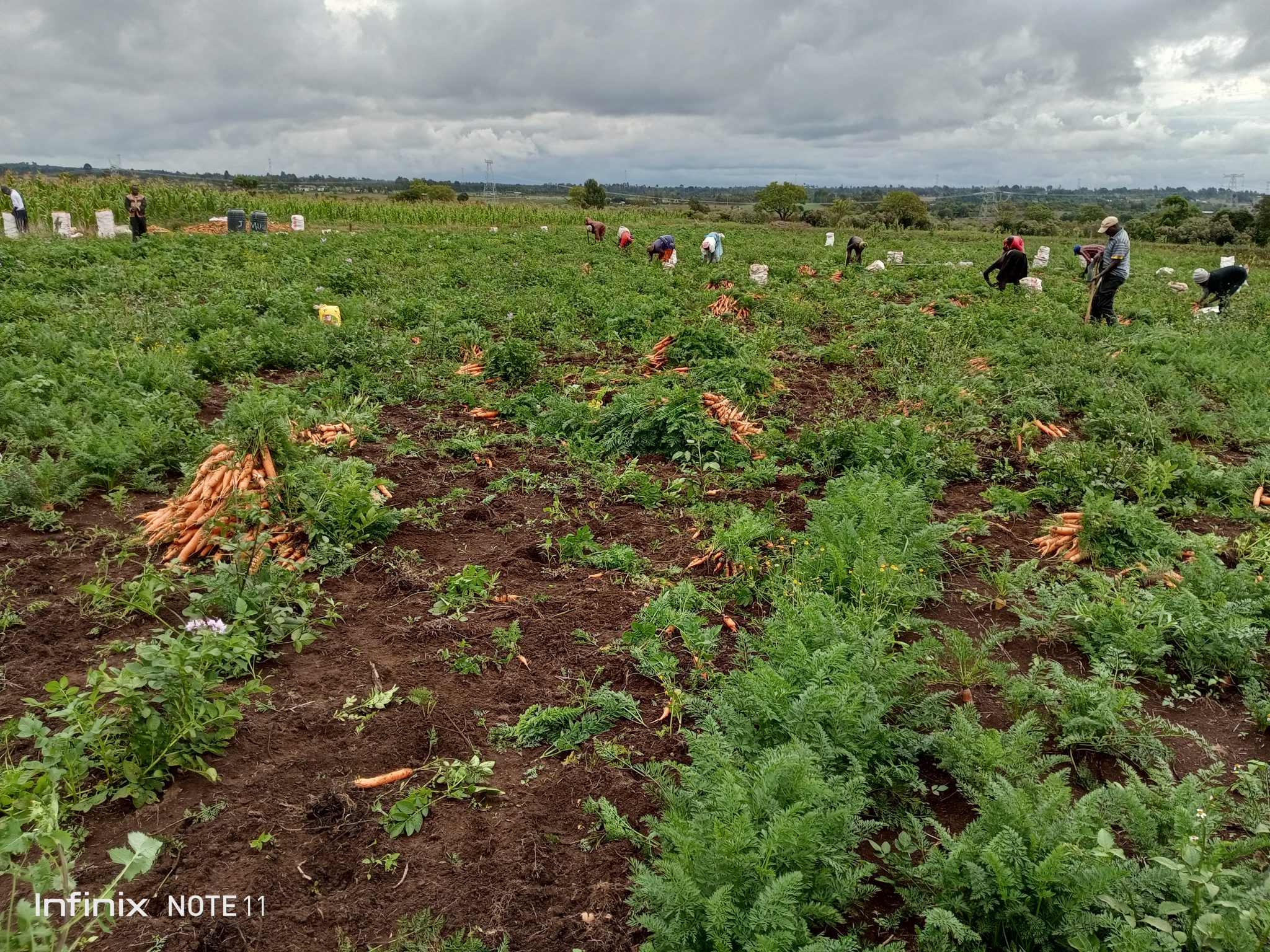 Nutriplant organic plus fertilizer - Robi Cart